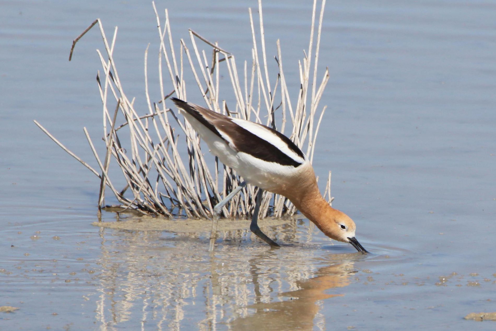 How to Find 100 Bird Species During a Weekend in Siskiyou - Discover ...