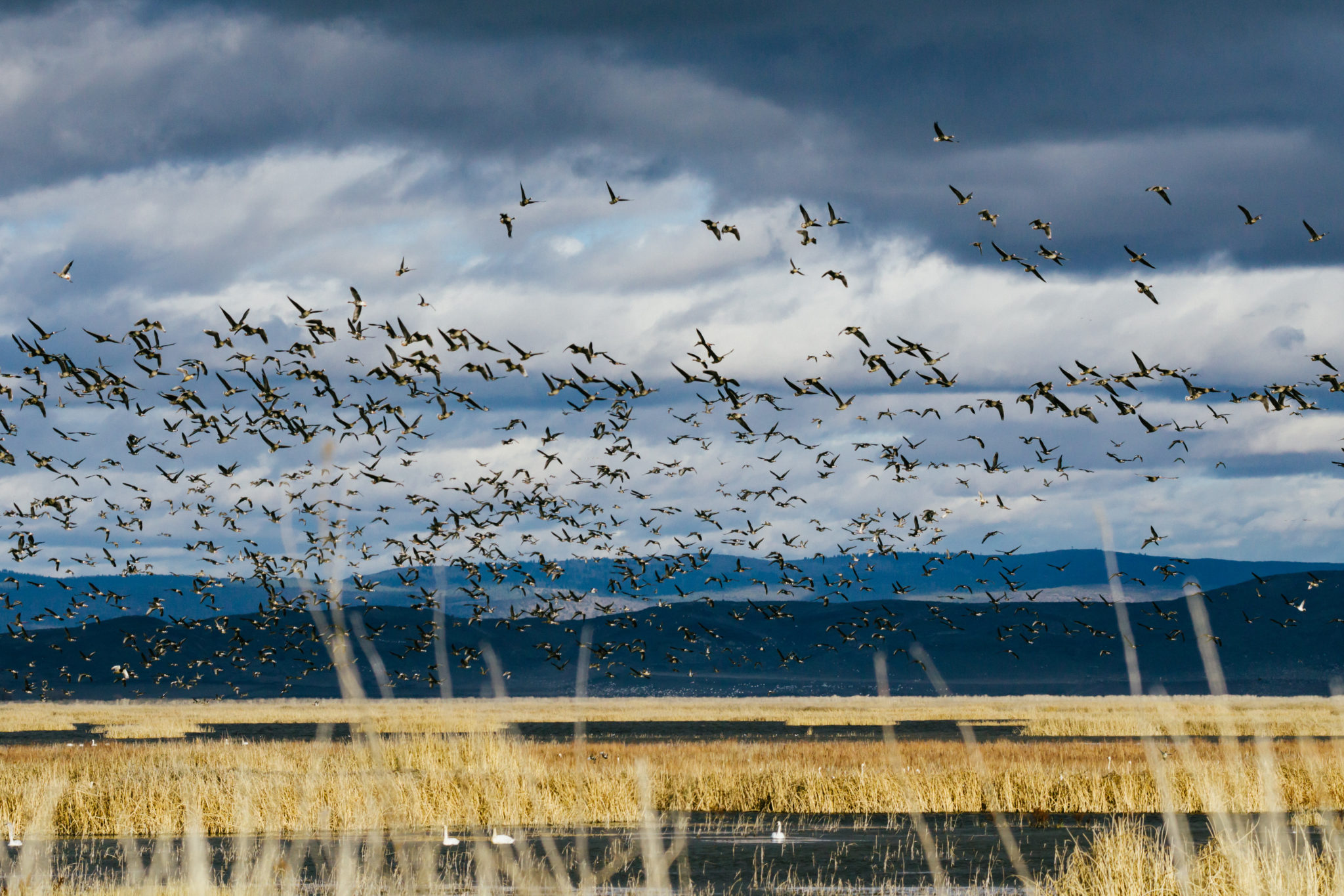 Explore Hidden Gems of Birdwatching in Northern California
