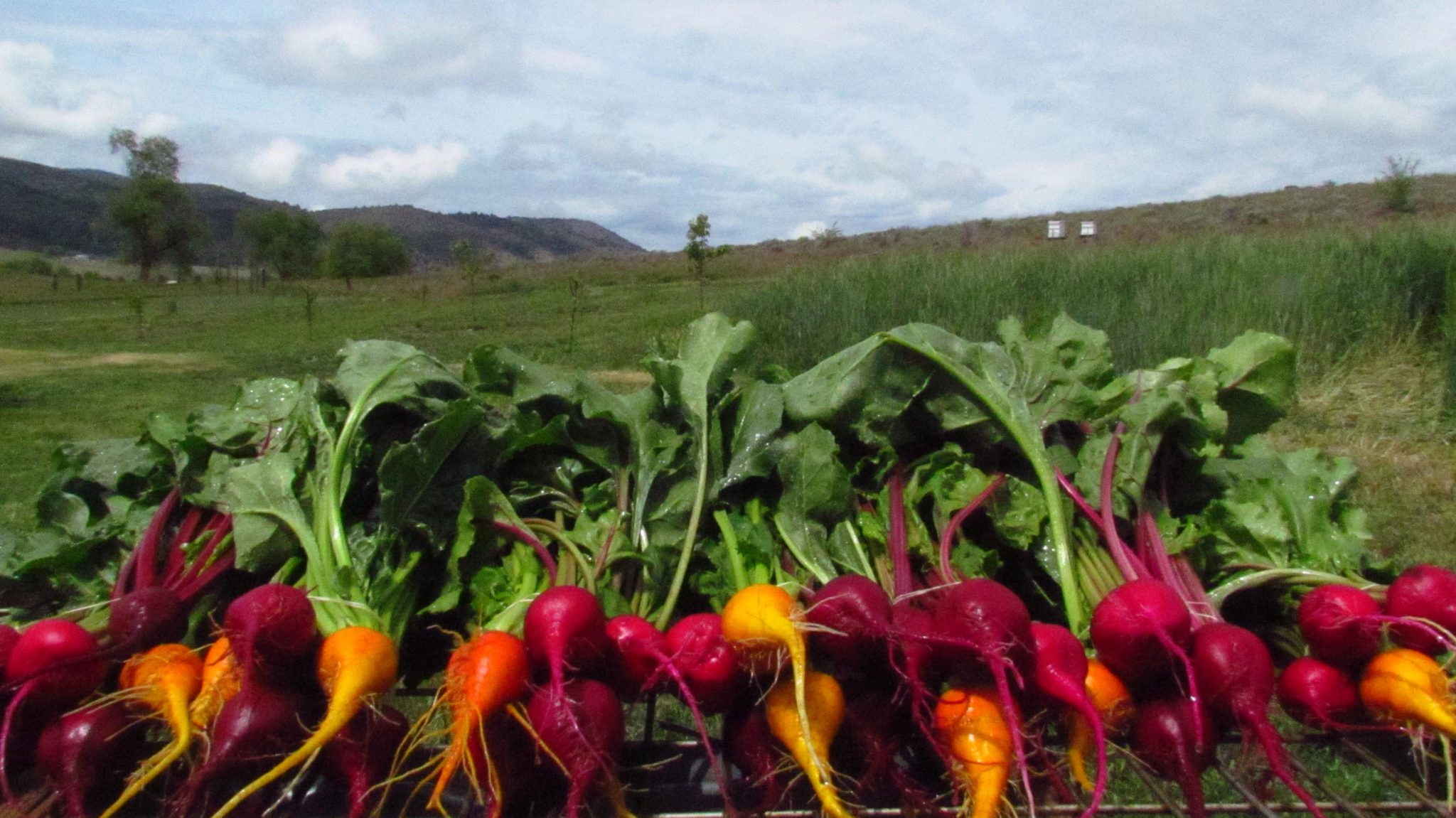 Homeward Bounty Farm - Discover Siskiyou - California's North